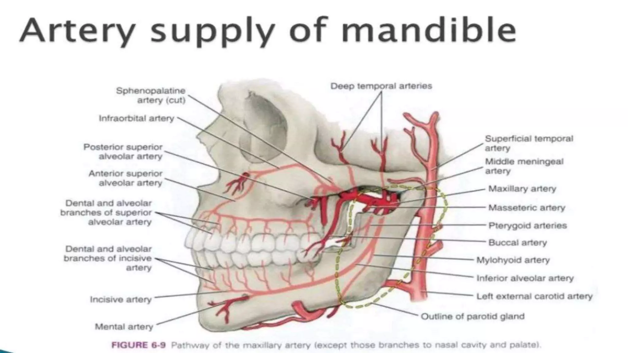 Mandible anatomy2.pptx
