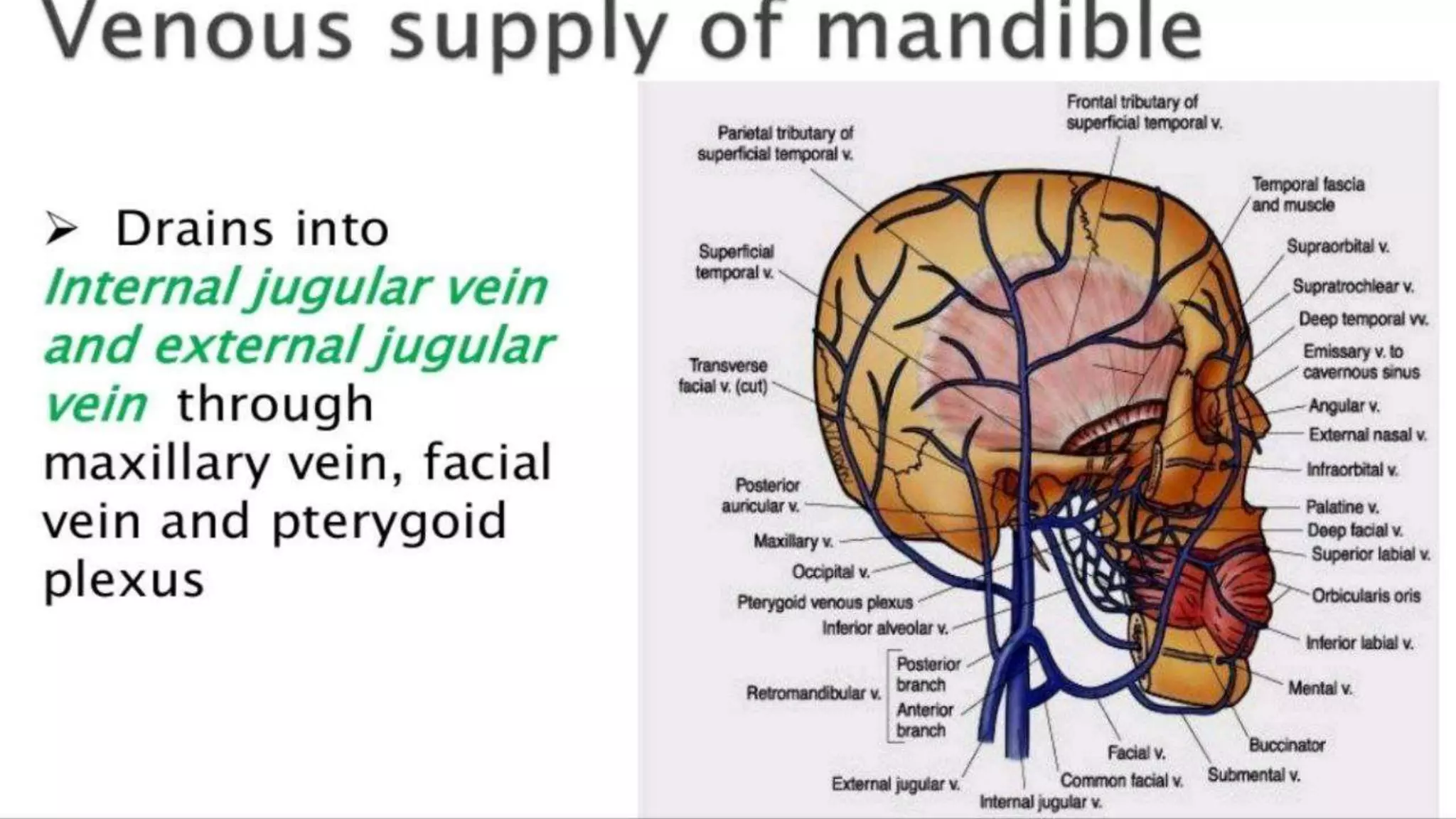 Mandible anatomy2.pptx