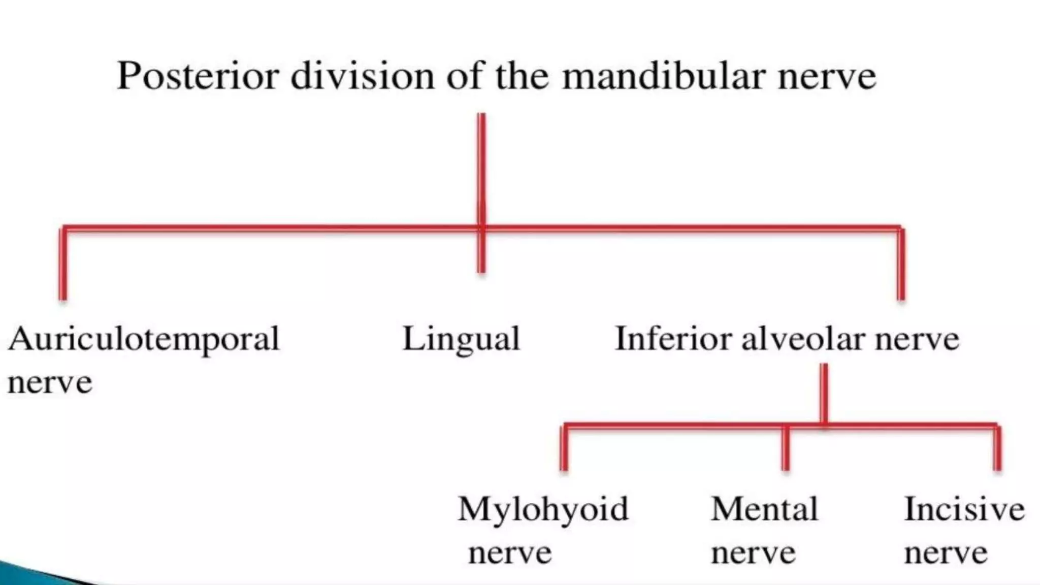 Mandible anatomy2.pptx