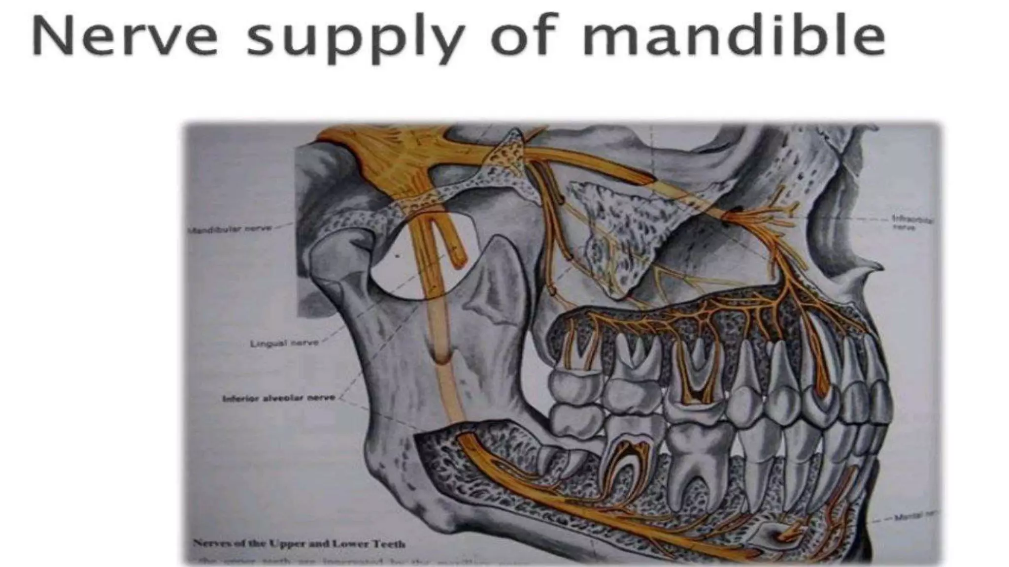 Mandible anatomy2.pptx