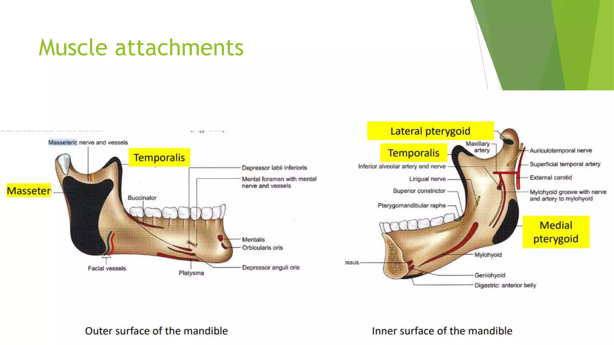 Mandible anatomy2.pptx