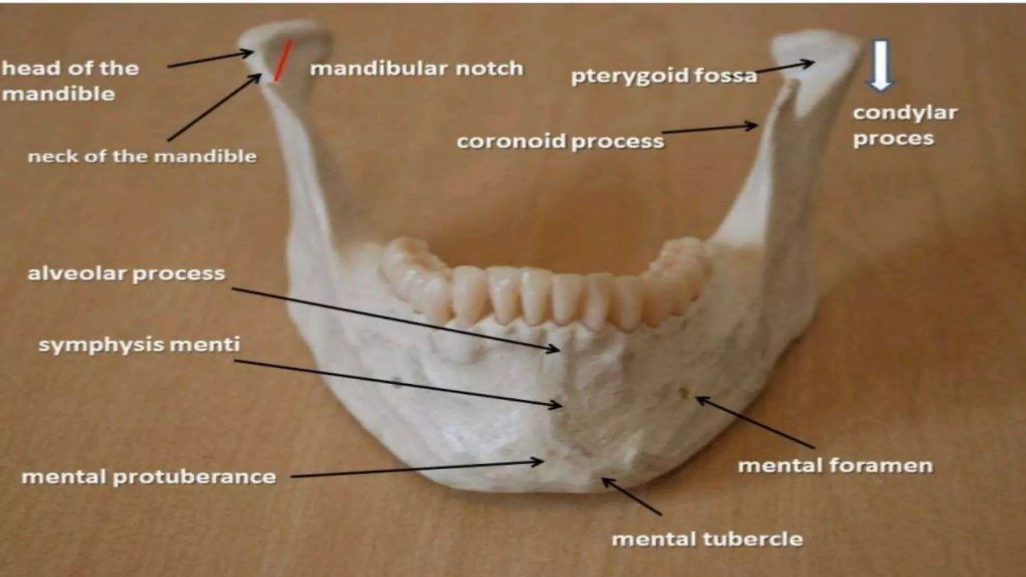 Mandible anatomy2.pptx