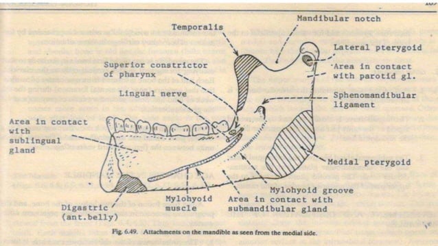 Mandible anatomy2.pptx