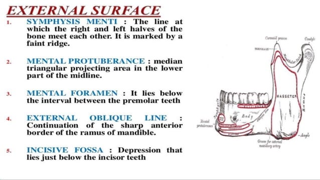 Mandible anatomy2.pptx