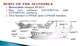Mandible anatomy2.pptx