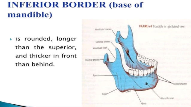 Mandible anatomy2.pptx