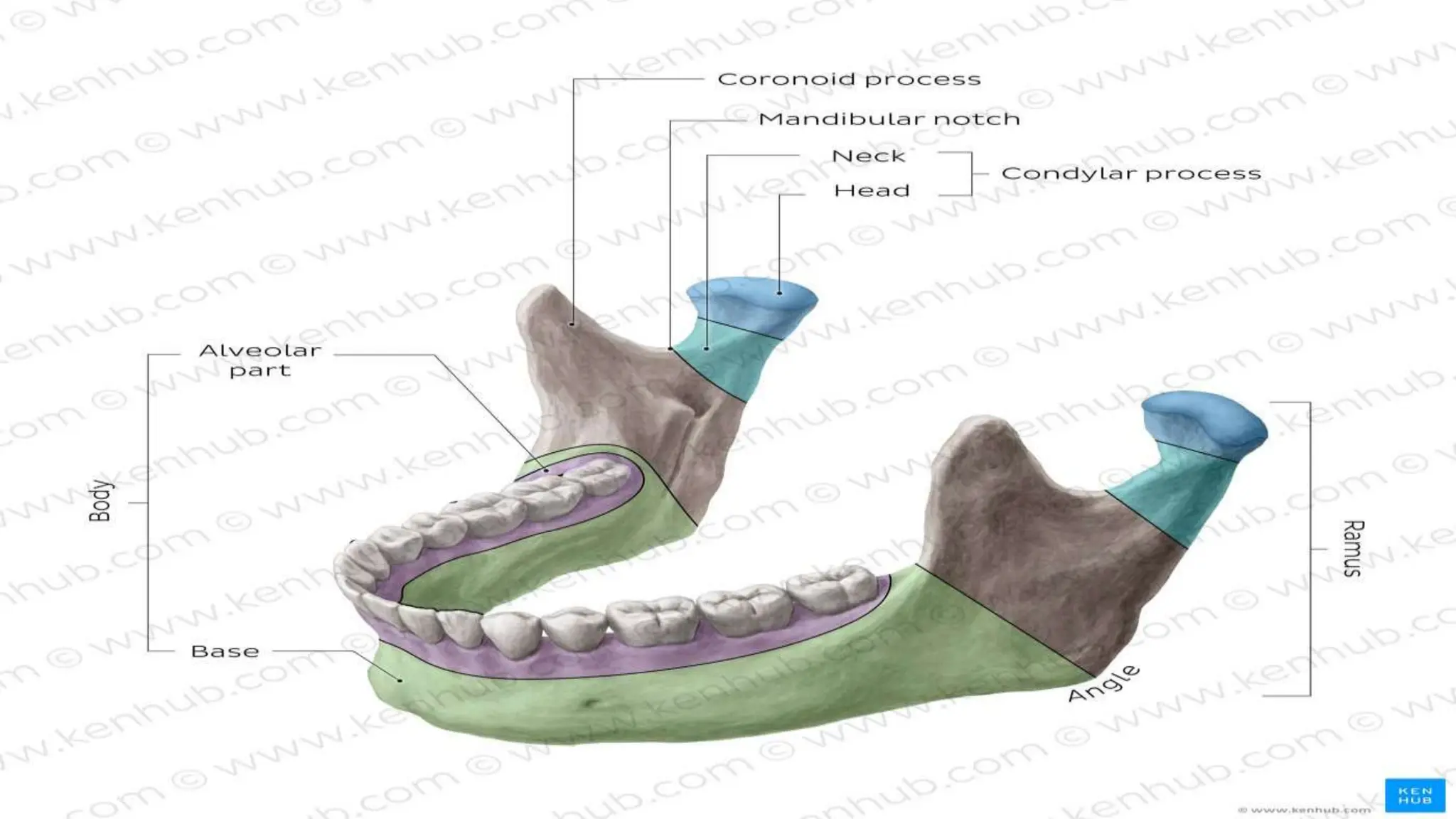 Mandible and Hyoid Bones gross features.pptx