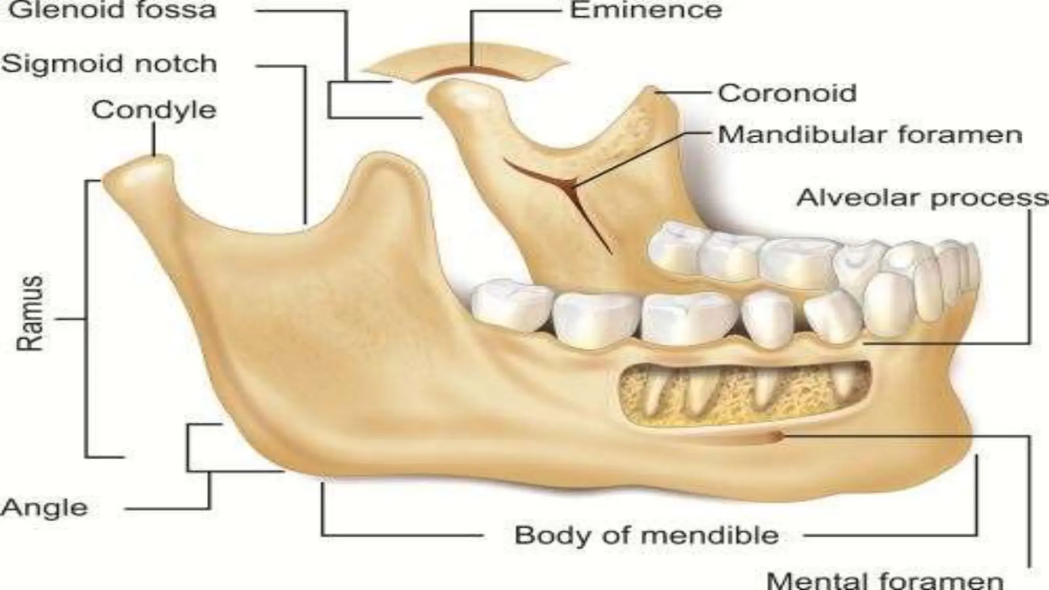 Mandible and Hyoid Bones gross features.pptx