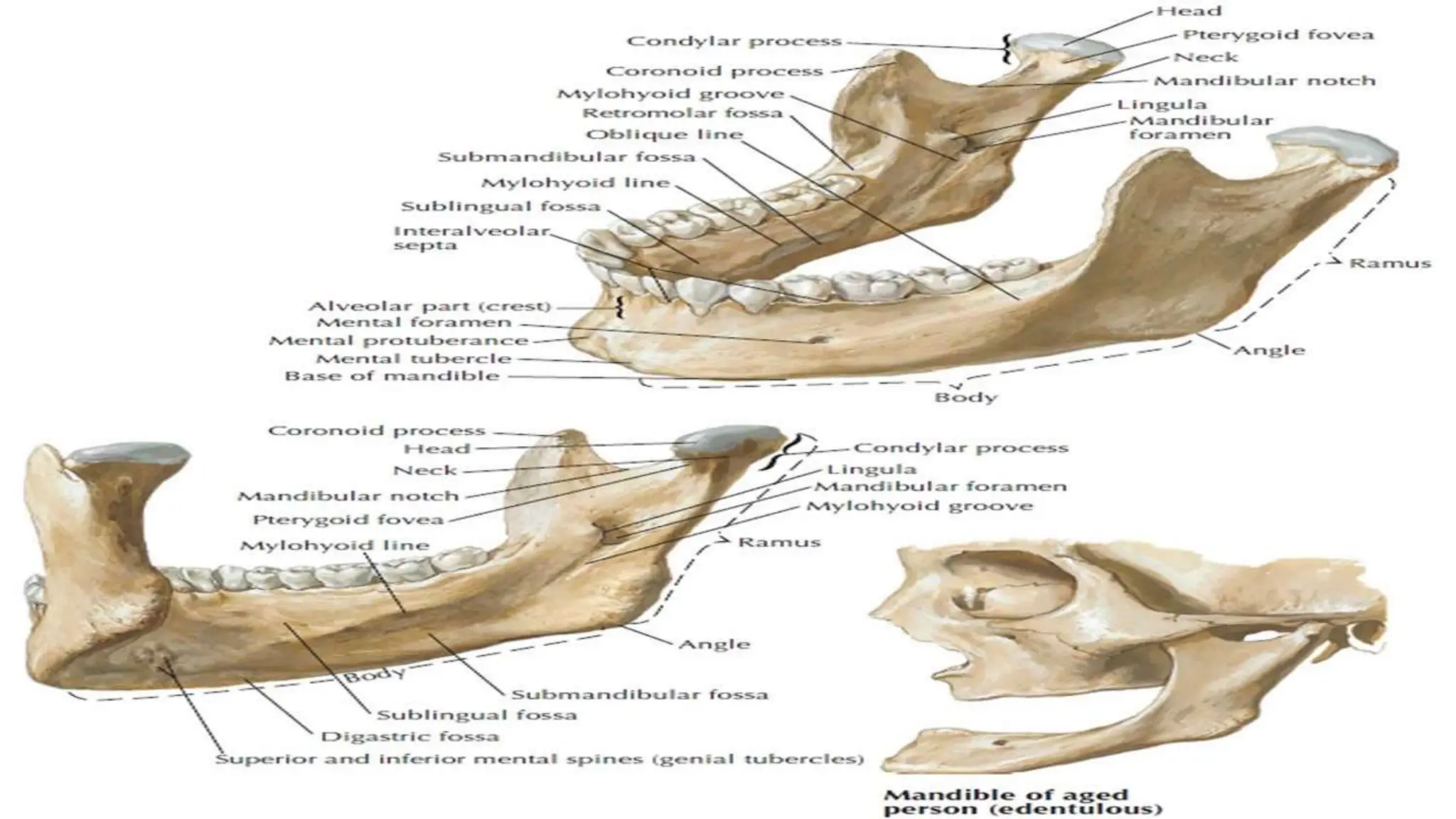 Mandible and Hyoid Bones gross features.pptx