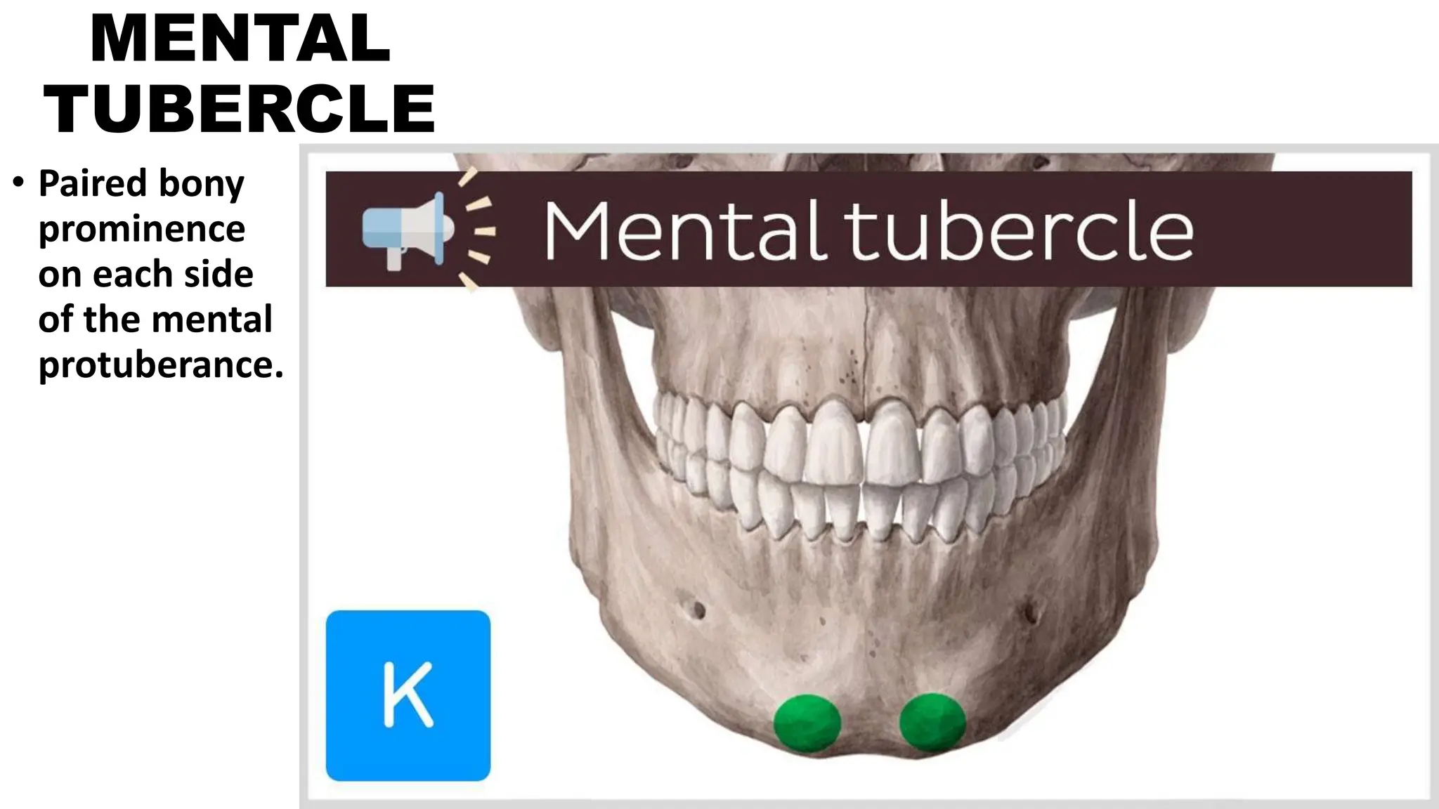 Mandible and Hyoid Bones gross features.pptx