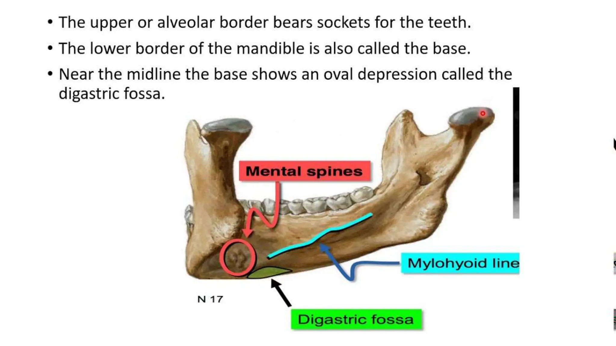 Mandible and Hyoid Bones gross features.pptx