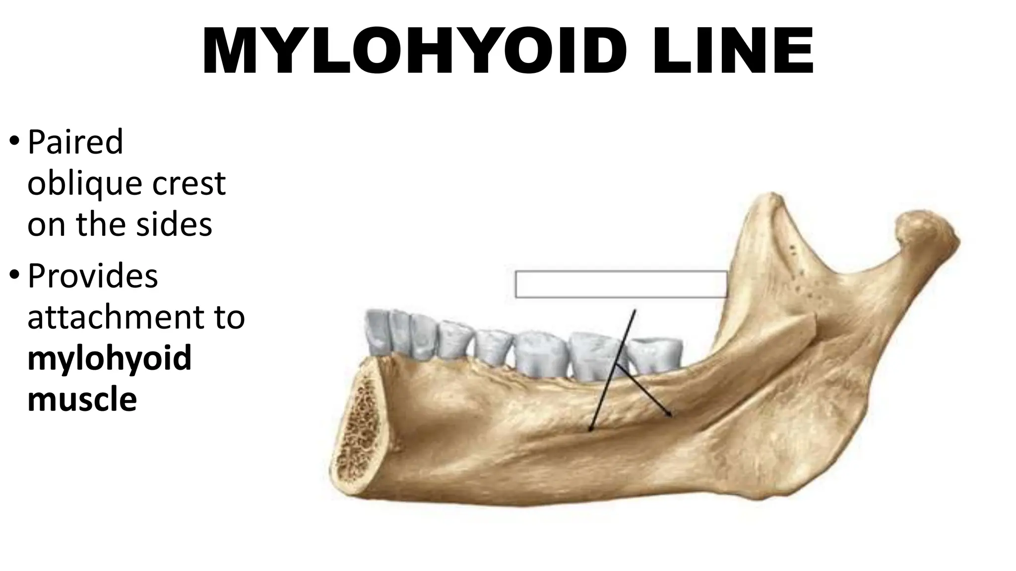 Mandible and Hyoid Bones gross features.pptx