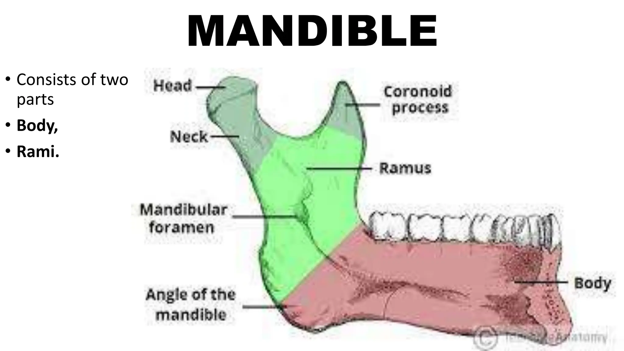 Mandible and Hyoid Bones gross features.pptx