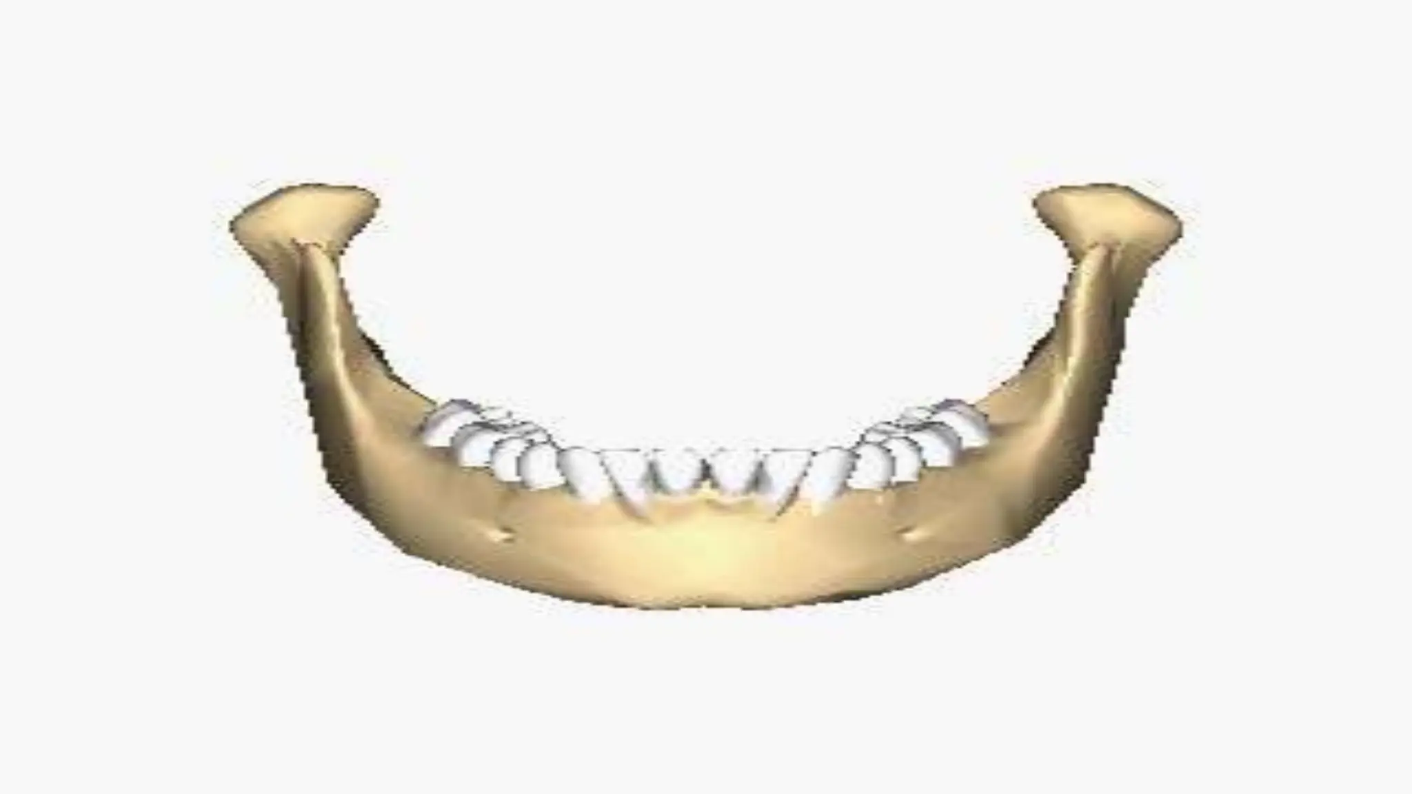 Mandible and Hyoid Bones gross features.pptx