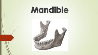 Mandible bone | PPT