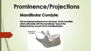 Mandible bone | PPT