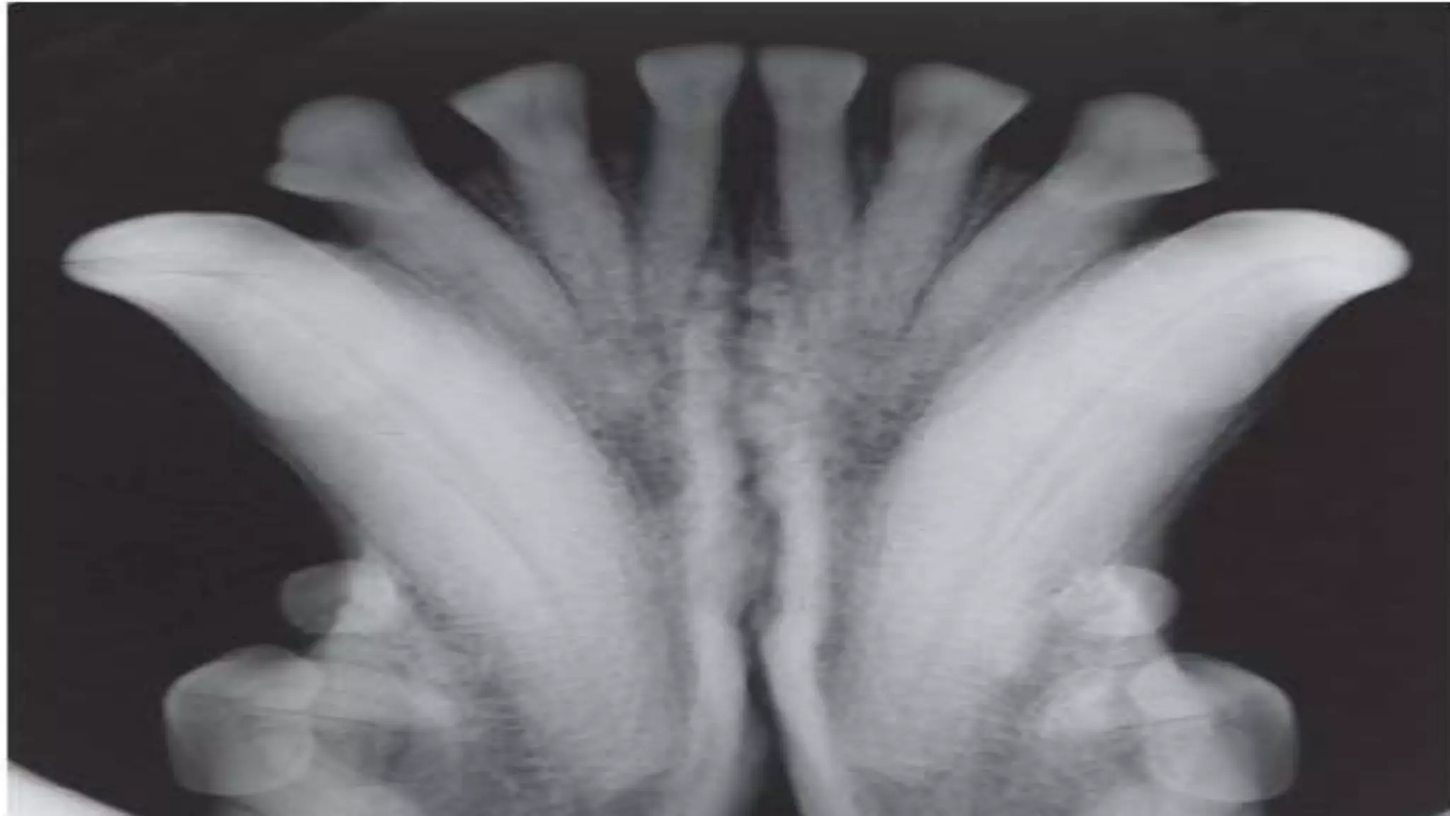 Radiology Canine mandible dental arcade.pptx