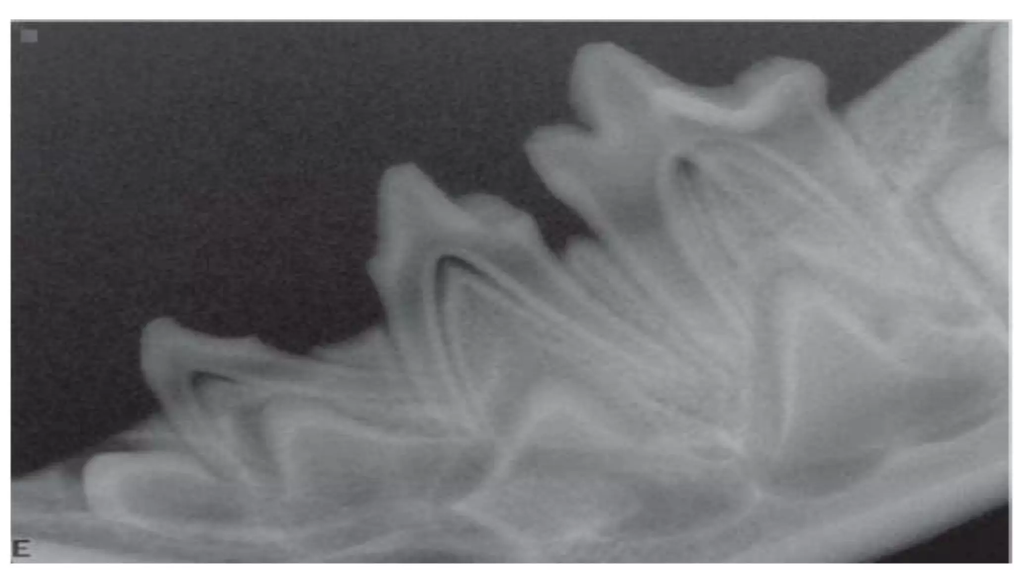 Radiology Canine mandible dental arcade.pptx
