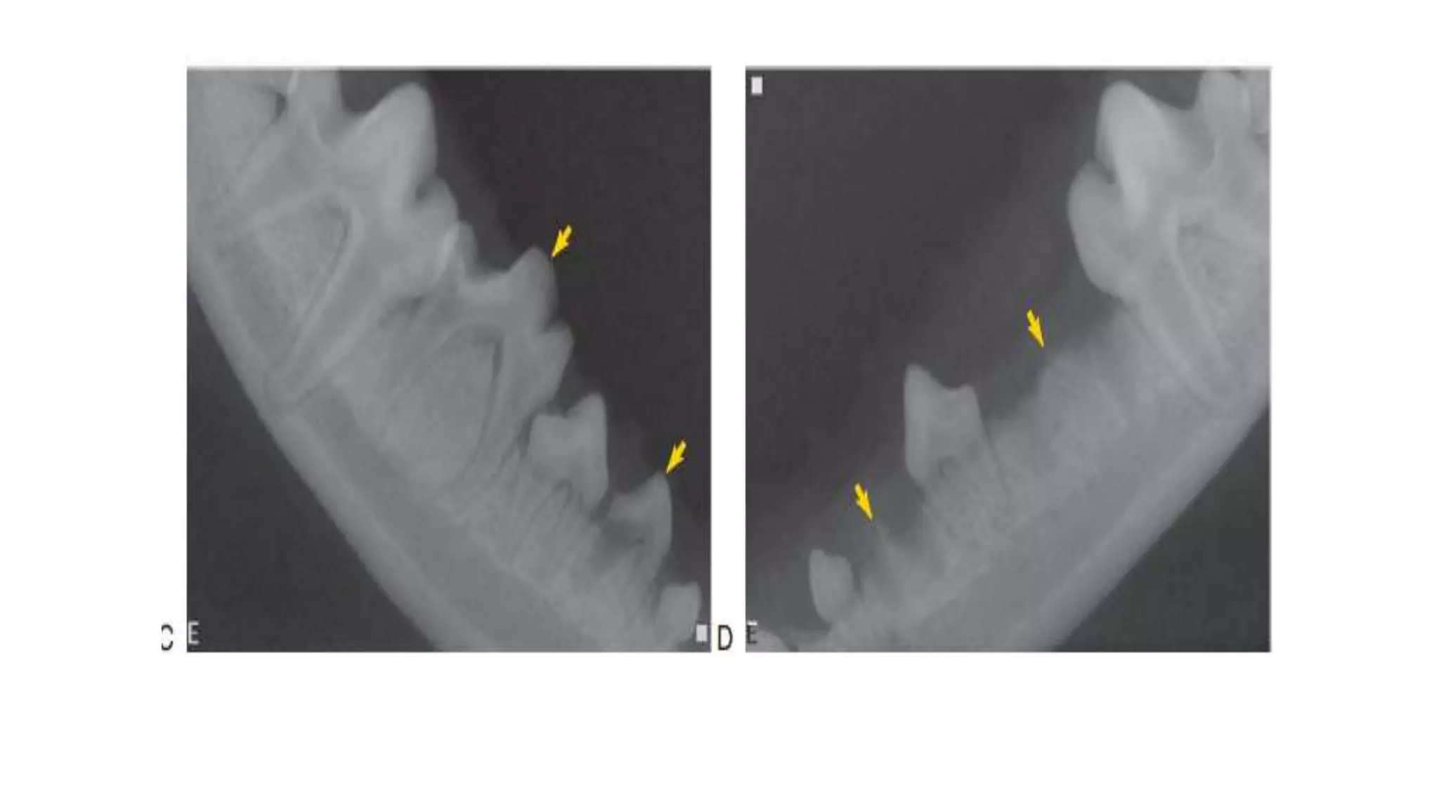 Radiology Canine mandible dental arcade.pptx