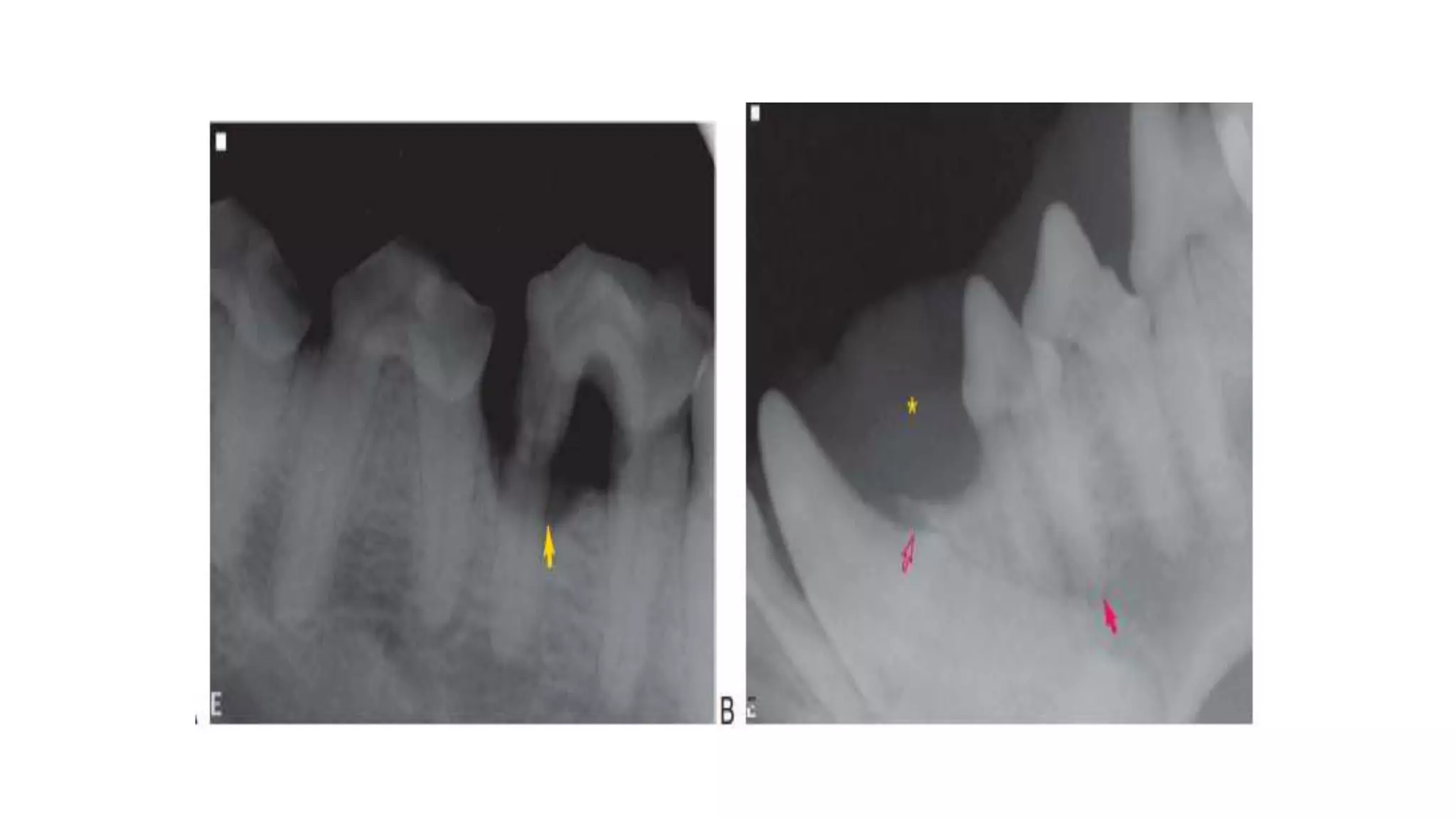Radiology Canine mandible dental arcade.pptx