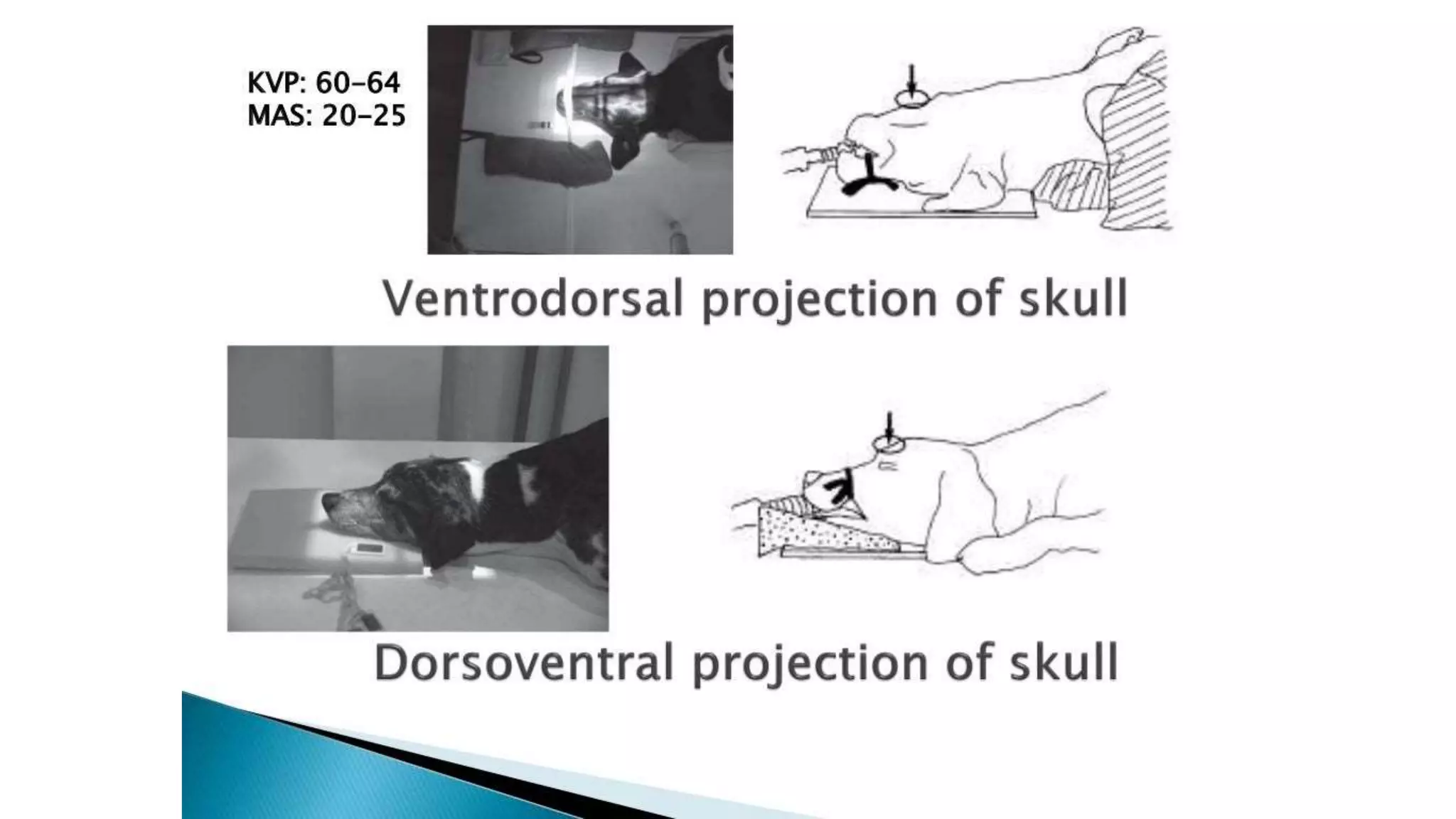 Radiology Canine mandible dental arcade.pptx