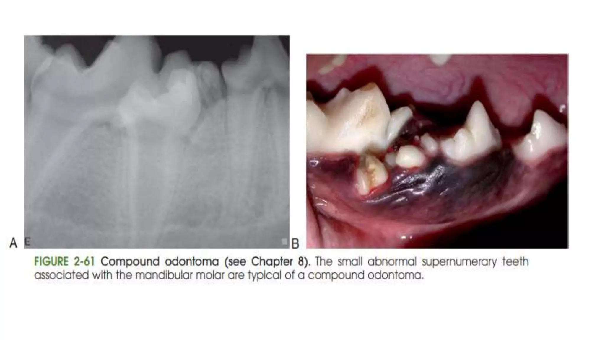 Radiology Canine mandible dental arcade.pptx