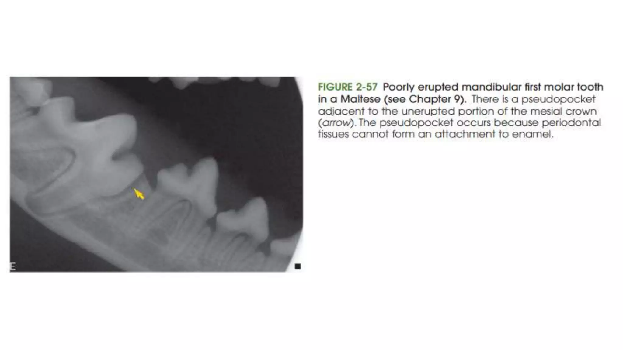 Radiology Canine mandible dental arcade.pptx