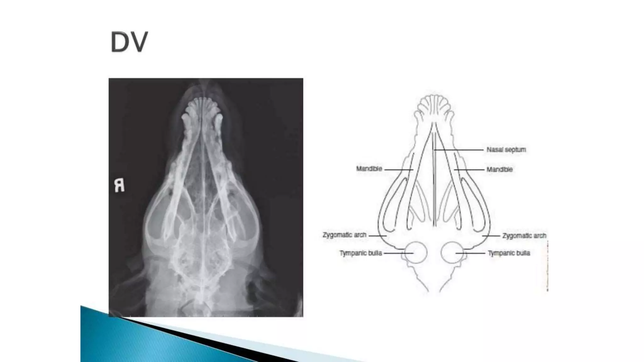 Radiology Canine mandible dental arcade.pptx