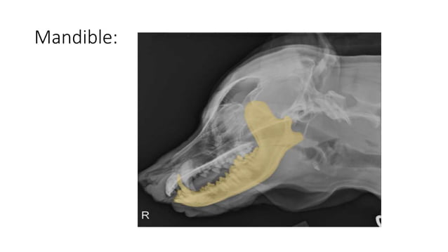 Radiology Canine mandible dental arcade.pptx
