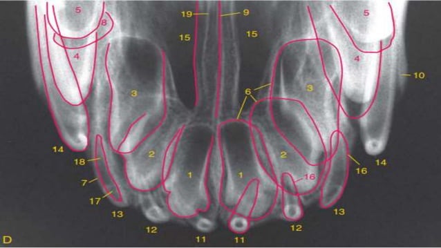 Radiology Canine mandible dental arcade.pptx
