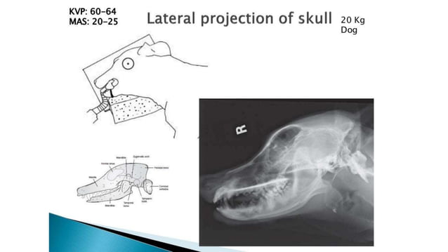 Radiology Canine mandible dental arcade.pptx