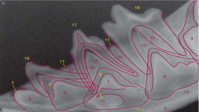 Radiology Canine mandible dental arcade.pptx