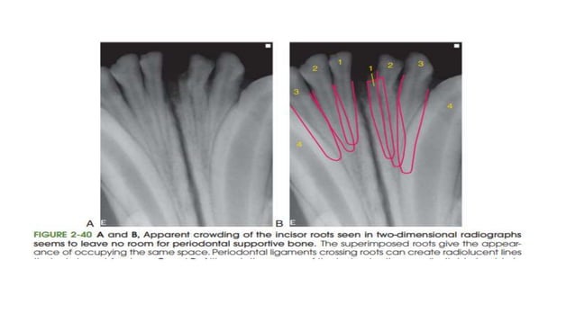 Radiology Canine mandible dental arcade.pptx
