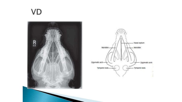 Radiology Canine mandible dental arcade.pptx
