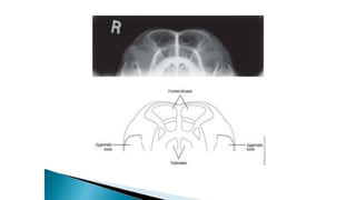 Radiology Canine mandible dental arcade.pptx