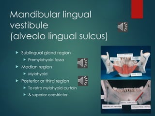 Mandible & Mandibular Denture anatomy1.pptx