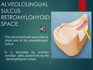 Mandible & Mandibular Denture anatomy1.pptx