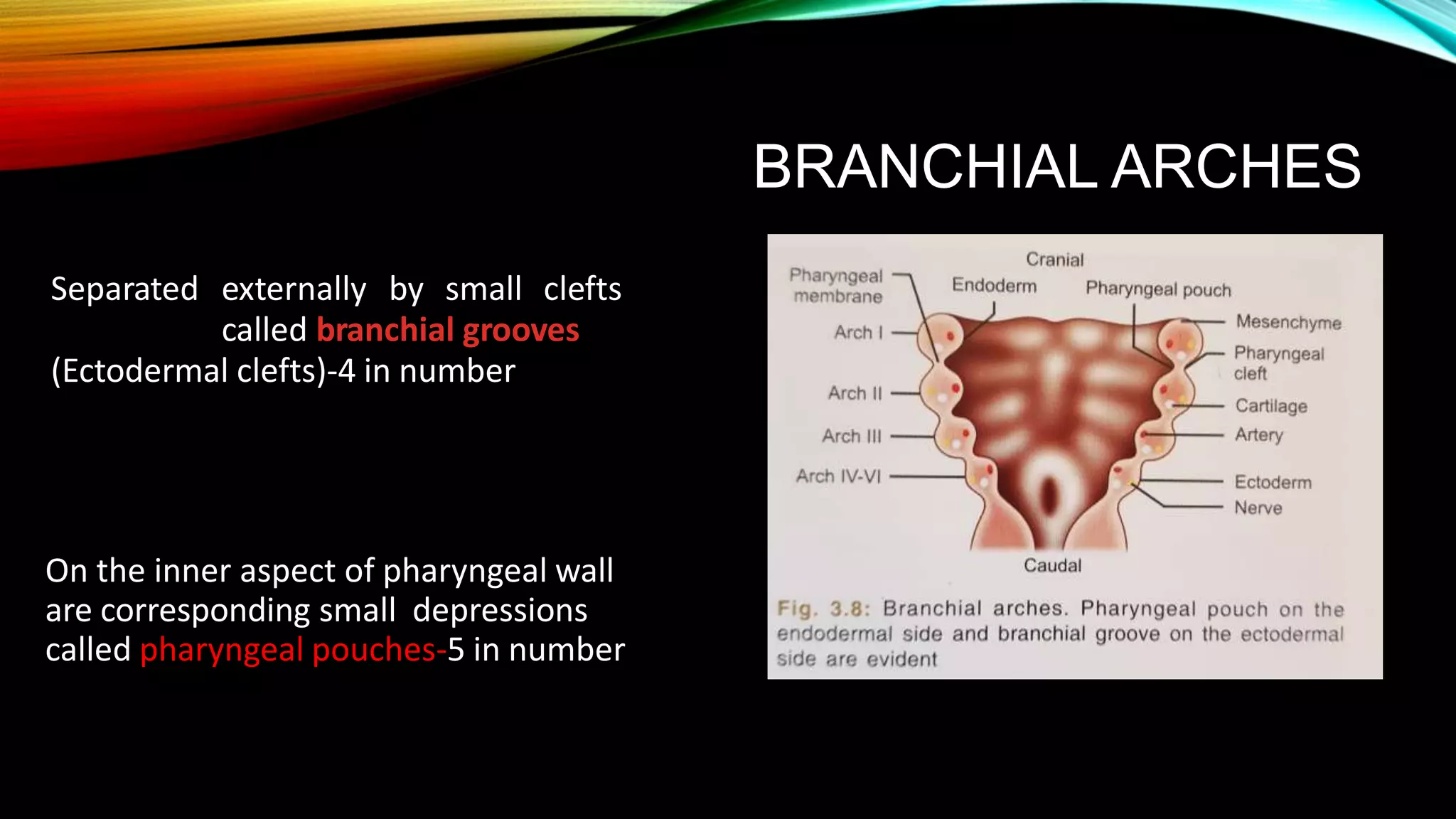 Growth and Development of Mandible | PPTX