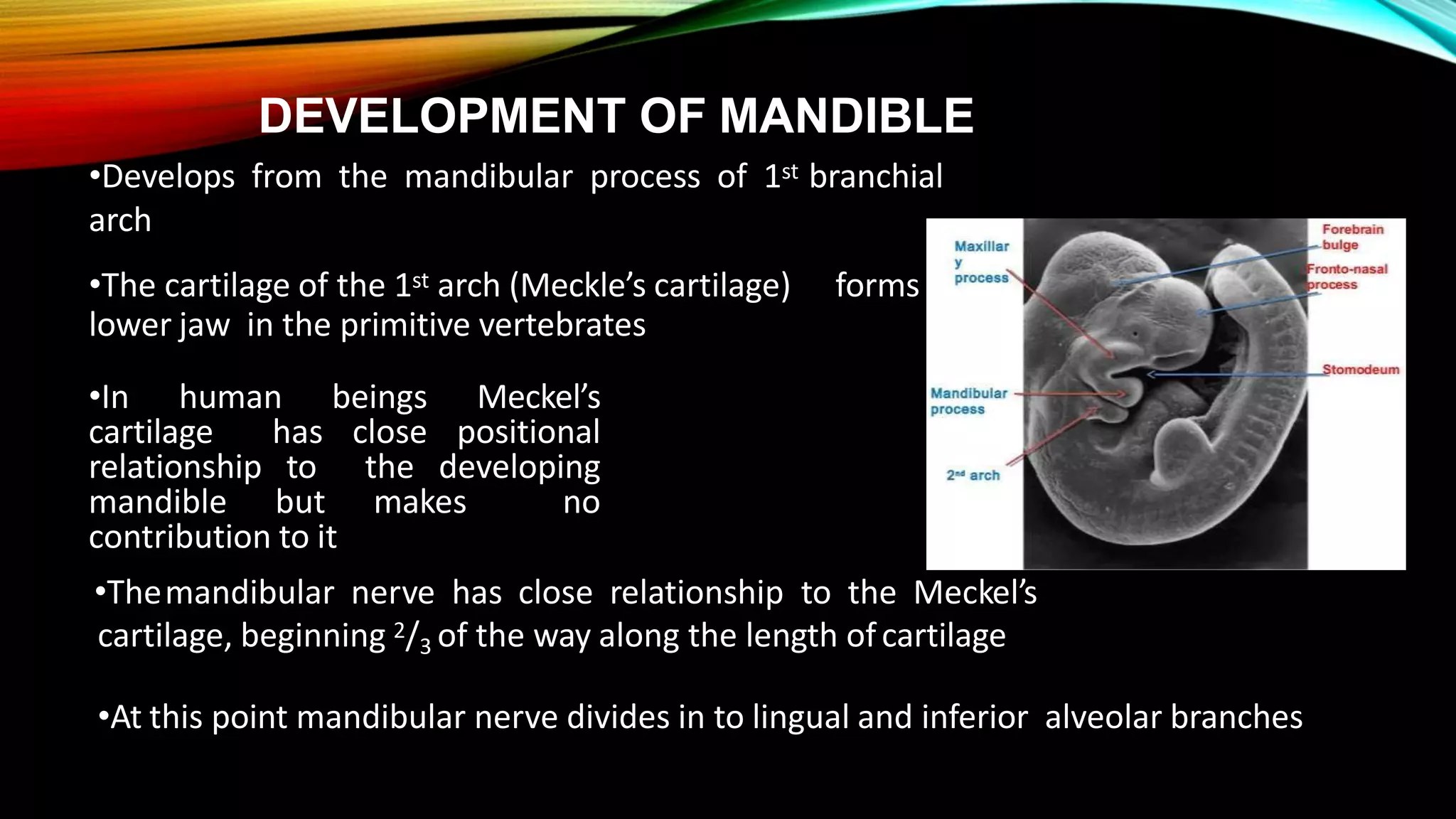 Growth and Development of Mandible | PPTX