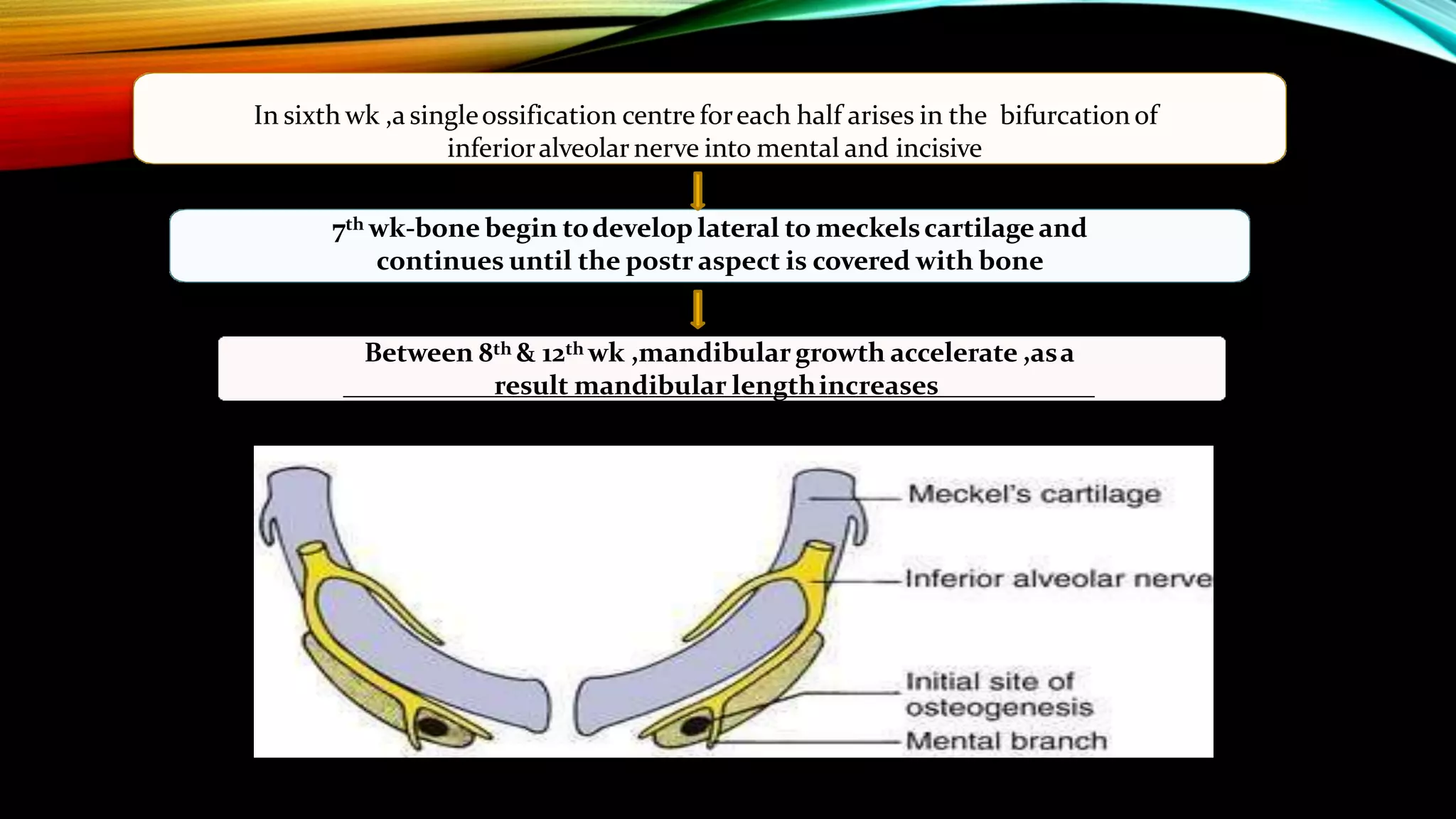 Growth and Development of Mandible | PPTX