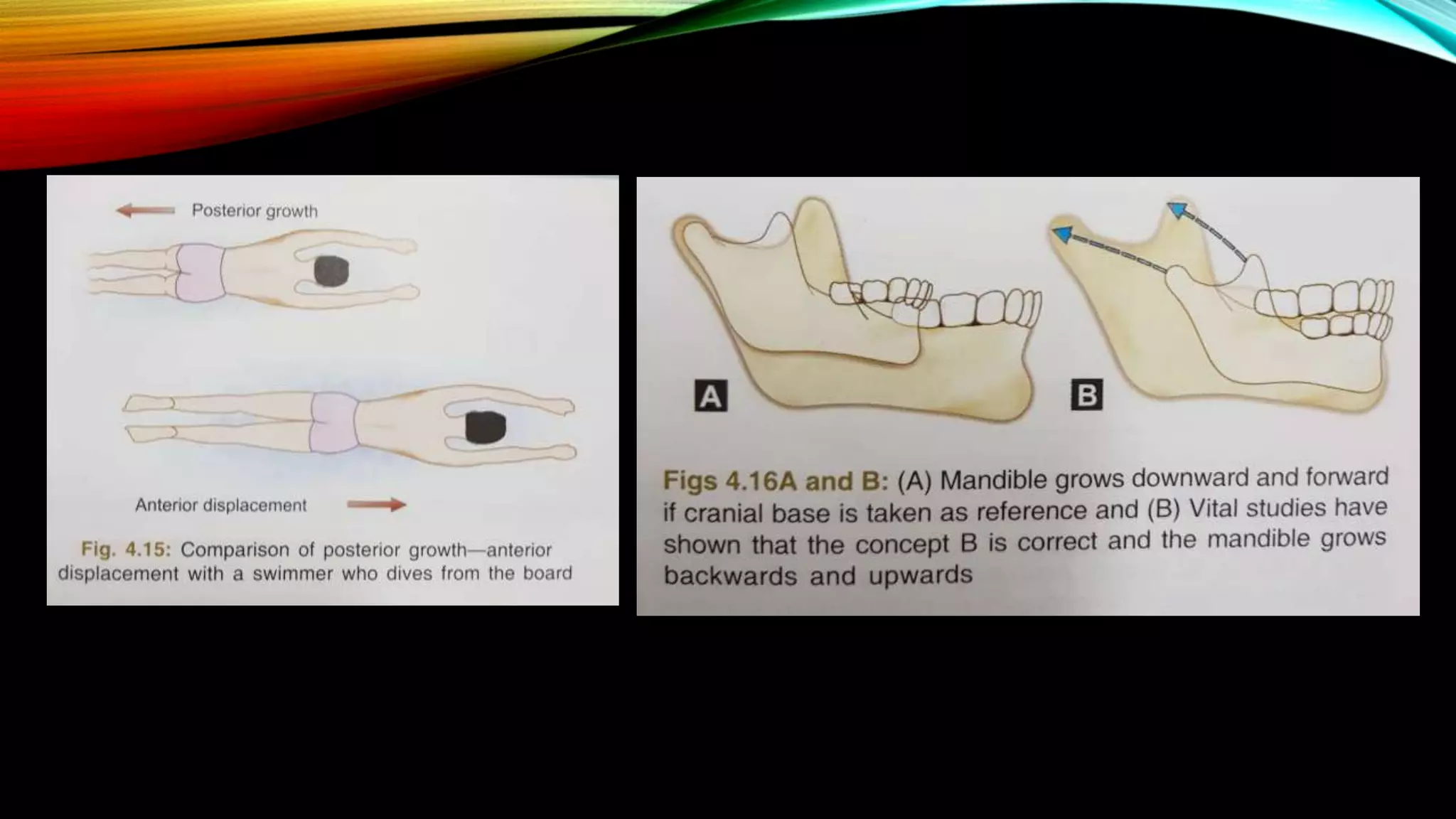 Growth and Development of Mandible | PPTX