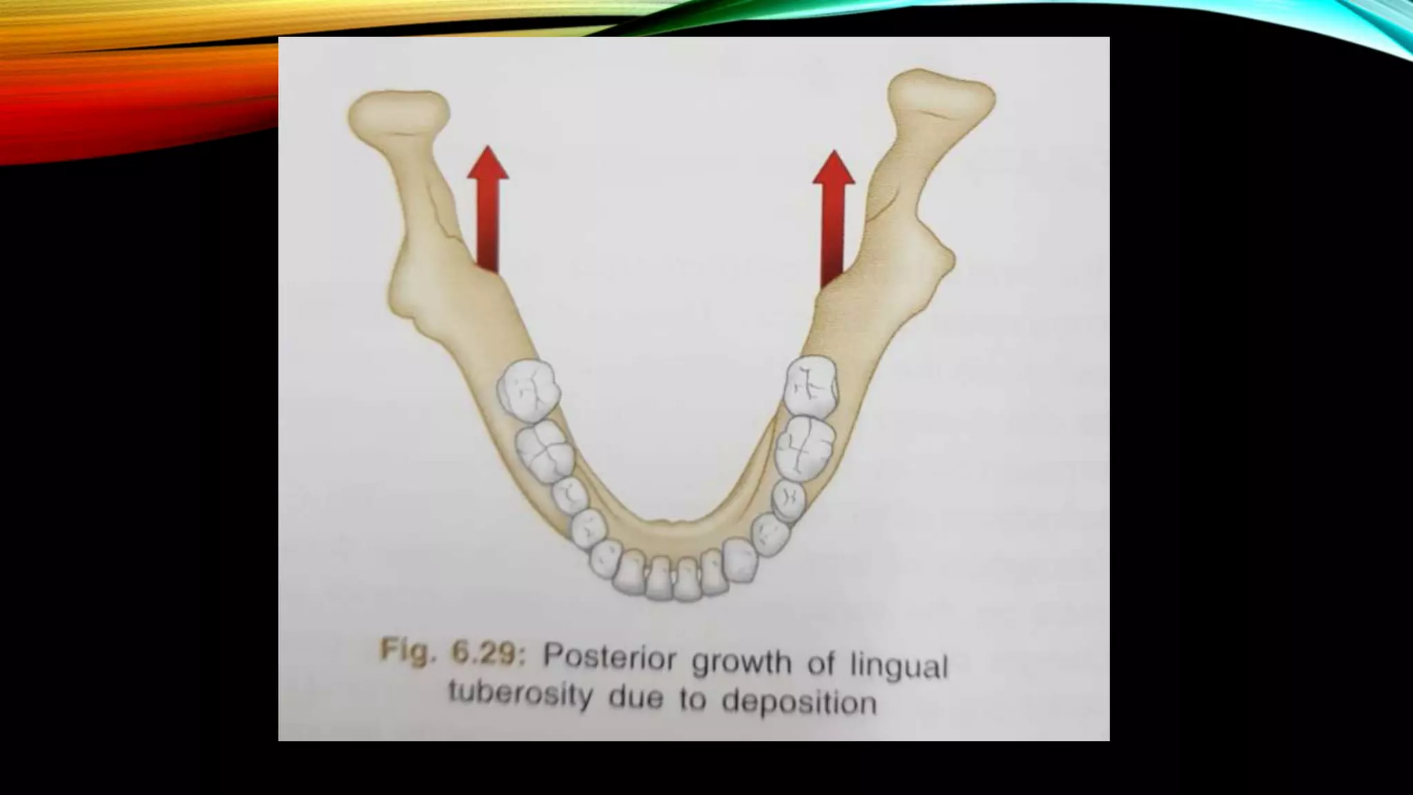 Growth and Development of Mandible | PPTX