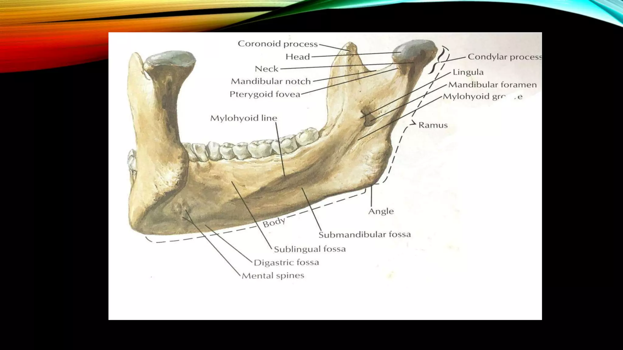 Growth and Development of Mandible | PPTX