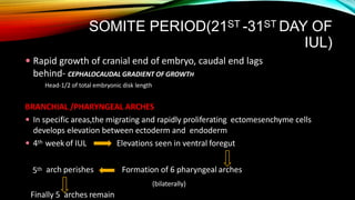 Growth and Development of Mandible | PPTX
