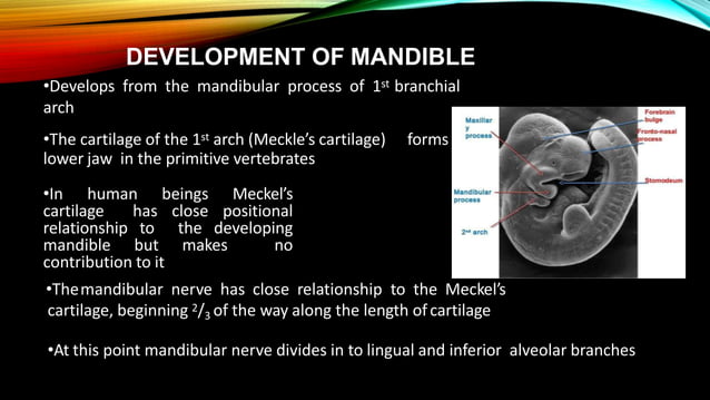 Growth and Development of Mandible | PPTX