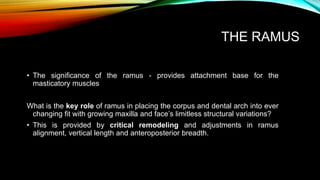 Growth and Development of Mandible | PPTX