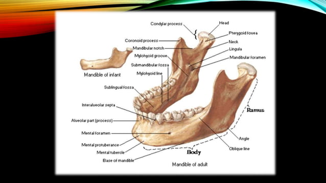Growth and Development of Mandible | PPTX
