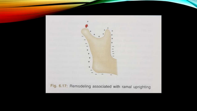 Growth and Development of Mandible | PPTX