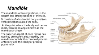 mandible TMJ joint ligaments Hyoid bone.pptx