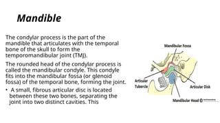 mandible TMJ joint ligaments Hyoid bone.pptx